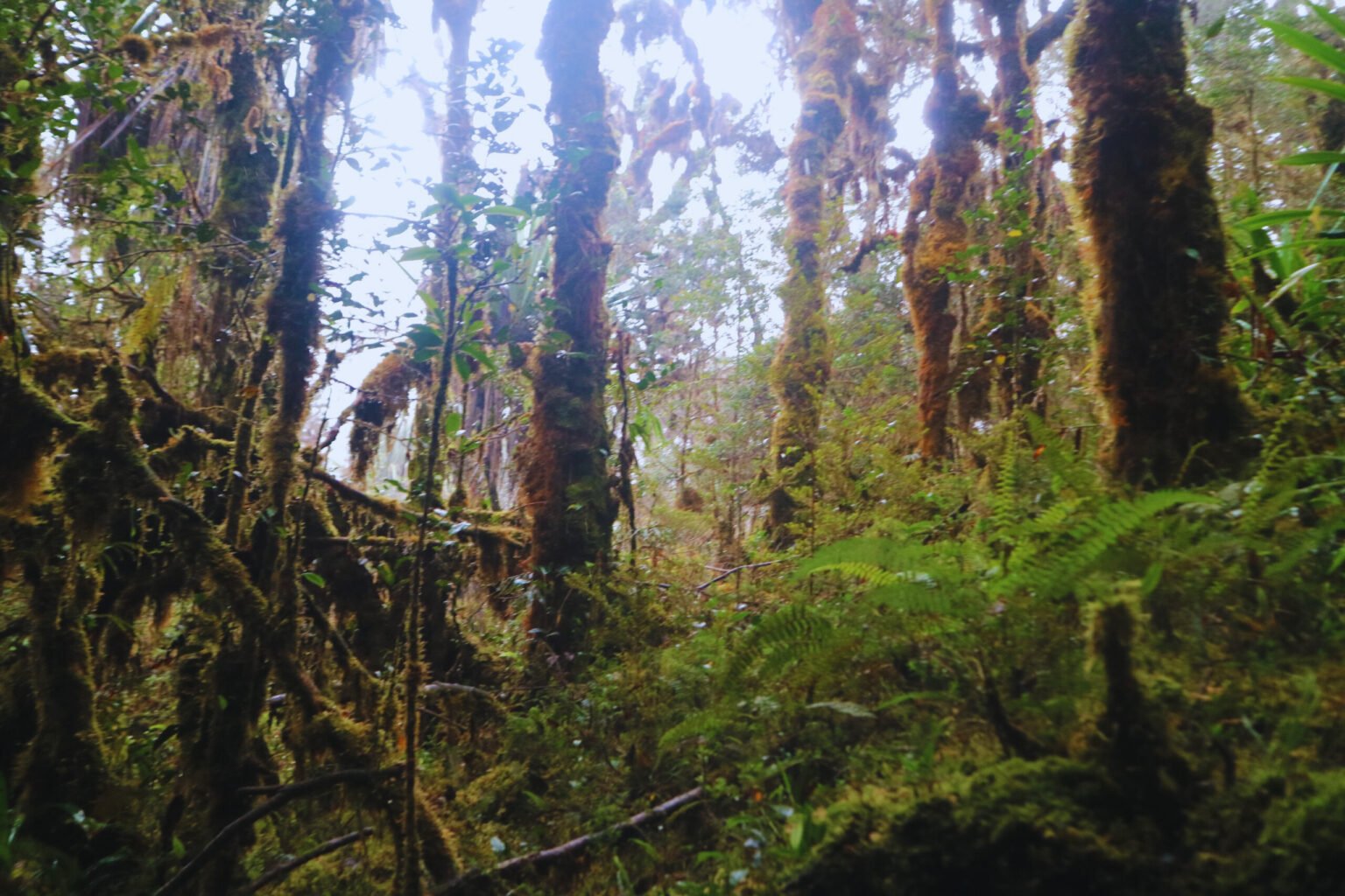 Sacred Mountains: How Indigenous Beliefs Shape Respectful Climbing in Papua